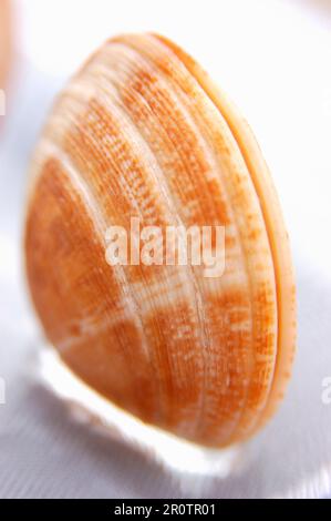 sand gaper, soft-shelled clam, softshell clam, large-neck clam, steamer ...