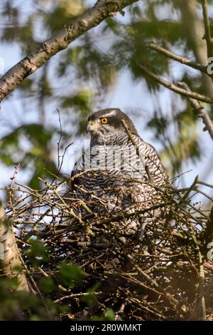 perfectly camouflaged... Northern Goshawk ( Accipiter gentilis ...