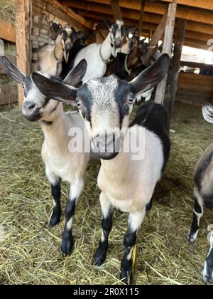 Breeding of purebred alpine goats on the farm. Milky goats without ...