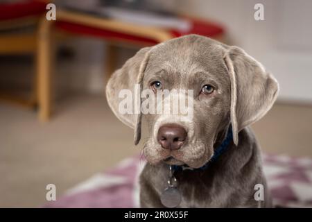 Head shot of 14 week old male silver labrador puppy Stock Photo - Alamy