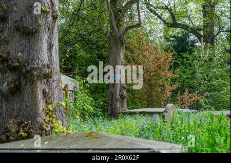 Nest box in a churchyard surrounded with old graves and headstones ...