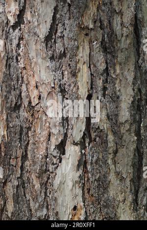 Bark, bark, tree bark, coarse surface, old tree, moss vegetation, birch ...