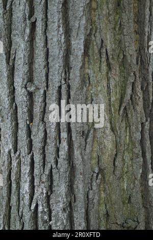 Photo of tree bark rough surface structure Stock Photo - Alamy