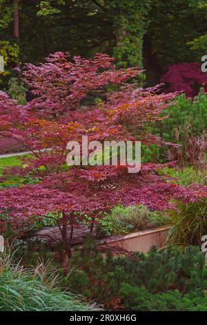 Japanese fire bush Maple palmatum Acer. Red autumn foliage on natural ...