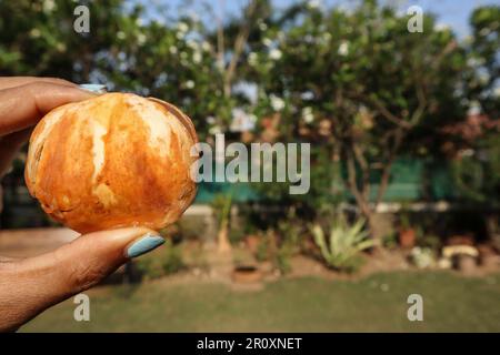 Borassus flabellifer commonly known as wine palm, or ice apple is ...