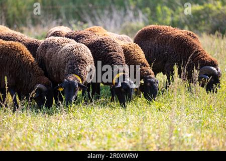 Black ripollesa sheep breed flock (ovis aries), ovella ripollesa. Alt ...