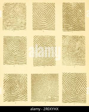 Galton Finger Prints Stock Photo - Alamy