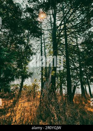 A scenic landscape featuring a line of tall trees in the foreground, a ...