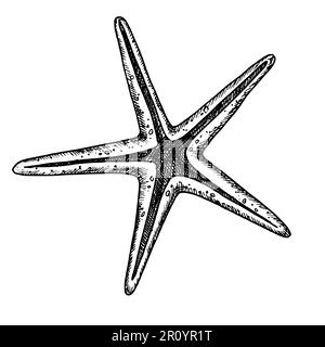 Sea star fish hand painted with brush stroke. Vector illustration ...