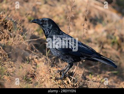 Bold and clever, the crow reigns supreme in the avian world Stock Photo ...