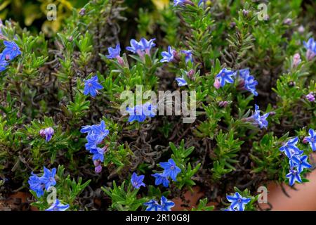 Lithodora Diffuser in flower Stock Photo - Alamy