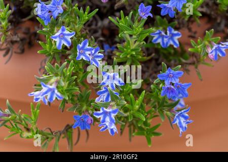 Lithodora Diffuser Blue Star in flower Stock Photo - Alamy