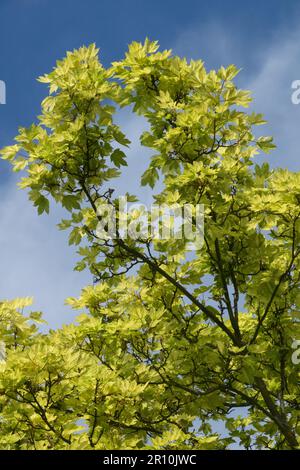 Sycamore tree, Acer pseudoplatanus "Nizetii", Summer, Mottled, Colour ...