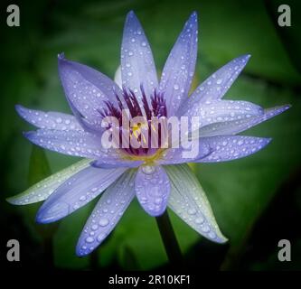 emergent vegetation Calgary Zoo Alberta Stock Photo - Alamy