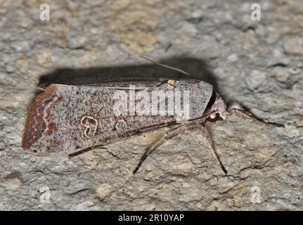 Green Cutworm Moth (Anicla infecta Stock Photo - Alamy