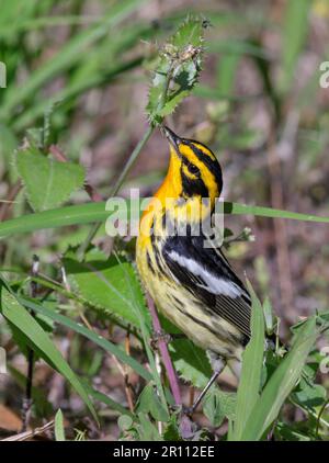 Blackburnian warbler (Setophaga fusca) eating a little insect during ...