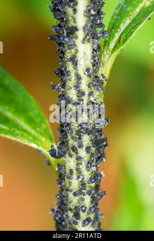 Stem of a flower full of lice Stock Photo - Alamy