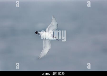 Pigeon Petrel, Antarctic Whale, Antarctic Whales, Pigeon Petrels, Tube ...