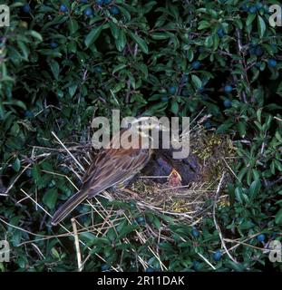 Juvenile Cirl Bunting (Emberiza cirlus) at Spanish drinking station ...