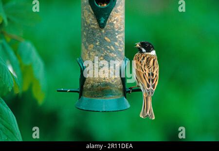 Male Reed Bunting on feeder - Emberiza schoeniclus Stock Photo - Alamy