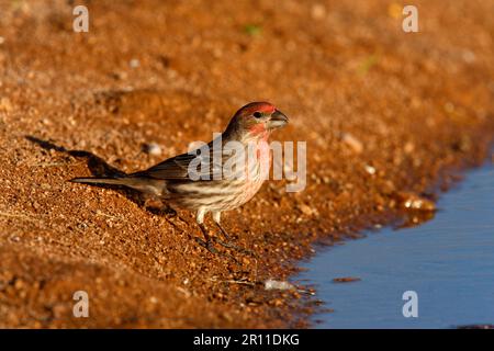 House finch (Carpodacus mexicanus), Mexican Crimson Finch, Mexican ...