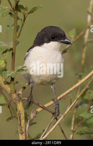 Southern Fiscal (Lanius collaris Stock Photo - Alamy