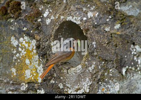 Redstart (Phoenicurus phoenicurus) adult male. Wales, UK, May Stock ...
