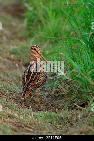 Pin-tailed snipe (Gallinago stenura) Sri Lanka is a common migrant ...