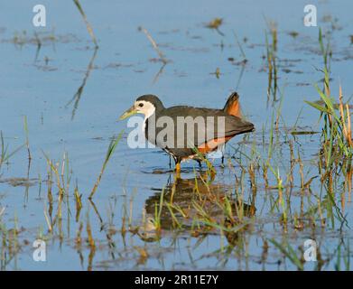White Breasted Water Hen Stock Photo - Alamy