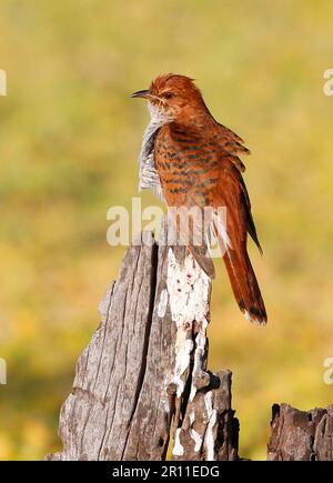 Grey-bellied Cuckoo (Cacomantis passerinus) male, Sri Lanka, Asia Stock ...