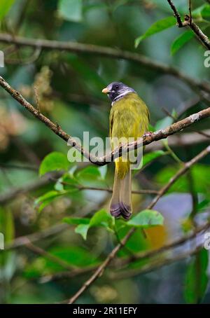 Collared Finchbill (Spizixos semitorques cinereicapillus) adult perched ...