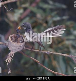 New Zealand Fantail, New Zealand Fantail, New Zealand Fantail, New ...