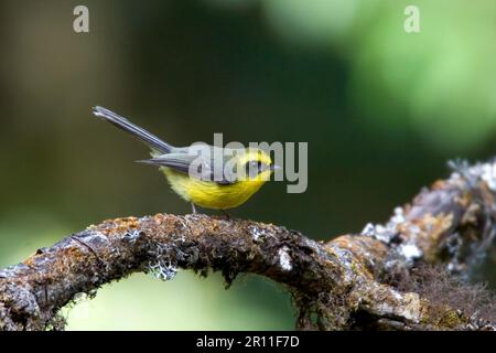 Golden-bellied Fantail, Golden-bellied Fantails, Songbirds, Animals ...