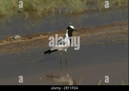 Blacksmith Plover (Vanellus armatus), Weapon Plover, Blacksmith Plover ...