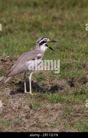 Great stone-curlews (Burhinus recurvirostris), Animals, Birds, Waders ...