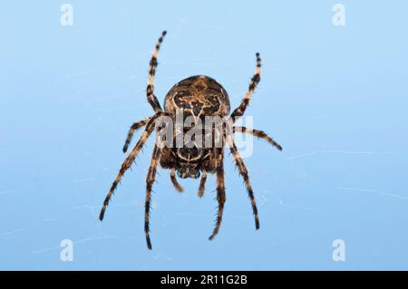 Reed wheel spider, furrow spiders (Larinioides cornutus), Reed wheel ...