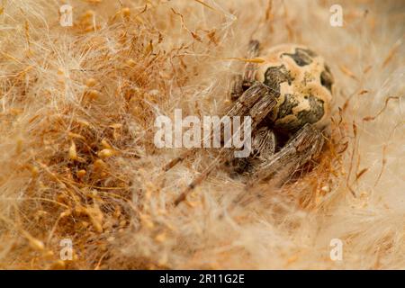 Reed wheel spider, furrow spiders (Larinioides cornutus), Reed wheel ...