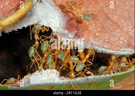 Asian Weaver Ant, weaver ants (Oecophylla smaragdina), Other animals ...