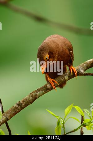 Orange-billed Babbler (Turdoides rufescens) adult feeding in bush (Sri ...