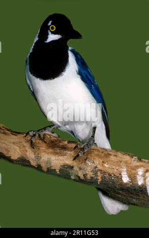 White-naped Jay bird (Cyanocorax cyanopogon Stock Photo - Alamy