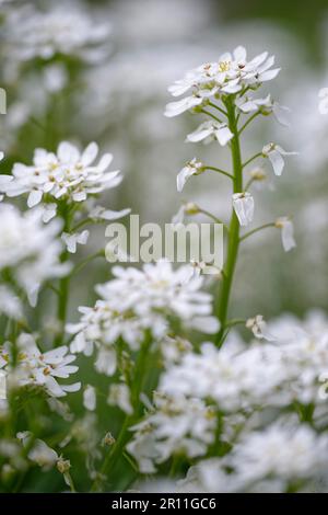 Annual rocket candytuft (Iberis amara), Bitter Kandytuft, Wild Kandytuft, Rocket Kandytuft Stock ...