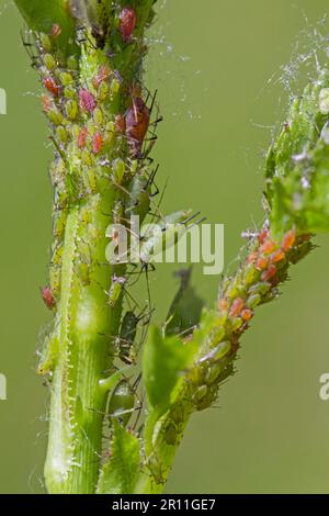 Green aphids (Aphidoidea Stock Photo - Alamy