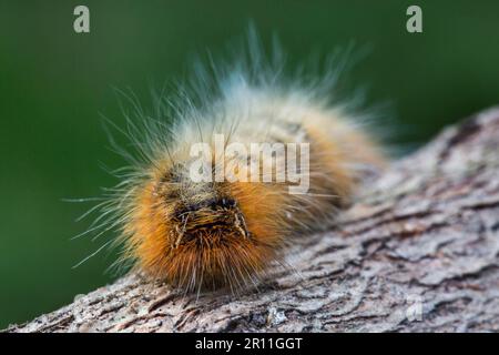 Oak moth, caterpillar (Lasiocampa quercus Stock Photo - Alamy