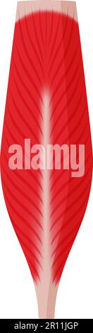 The structure of skeletal muscle. Multipennate muscle. Tendon ...