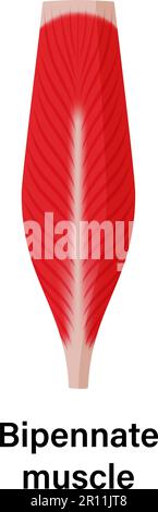The anatomical structure of skeletal muscles. Infographic. Vector ...