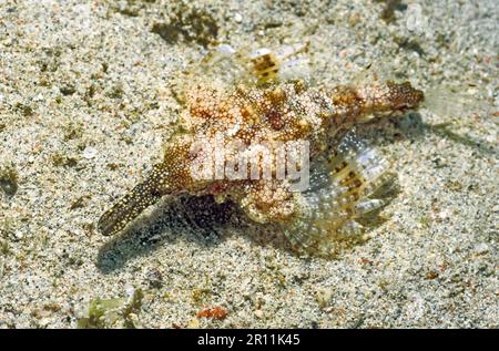 Longtail Seamoth (Pegasus volitans), Sabang Beach, Puerto Galera ...