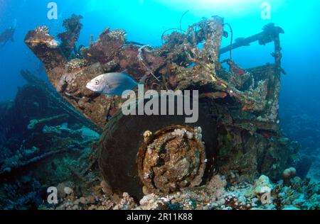 Wreck of a sunken Toyota truck, car wreck, Shaab Suedi Rif, Sudan, Red ...