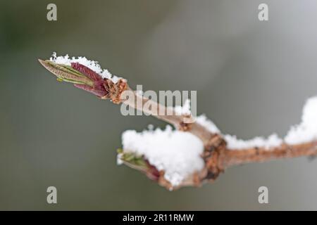 Elder twig and buds in winter (Sambucus nigra Stock Photo - Alamy
