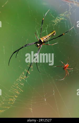 Nephila maculata spiders lie on the leaves to trap prey. (Golden Orb ...