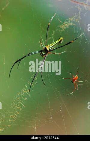 Nephila maculata spiders lie on the leaves to trap prey. (Golden Orb ...